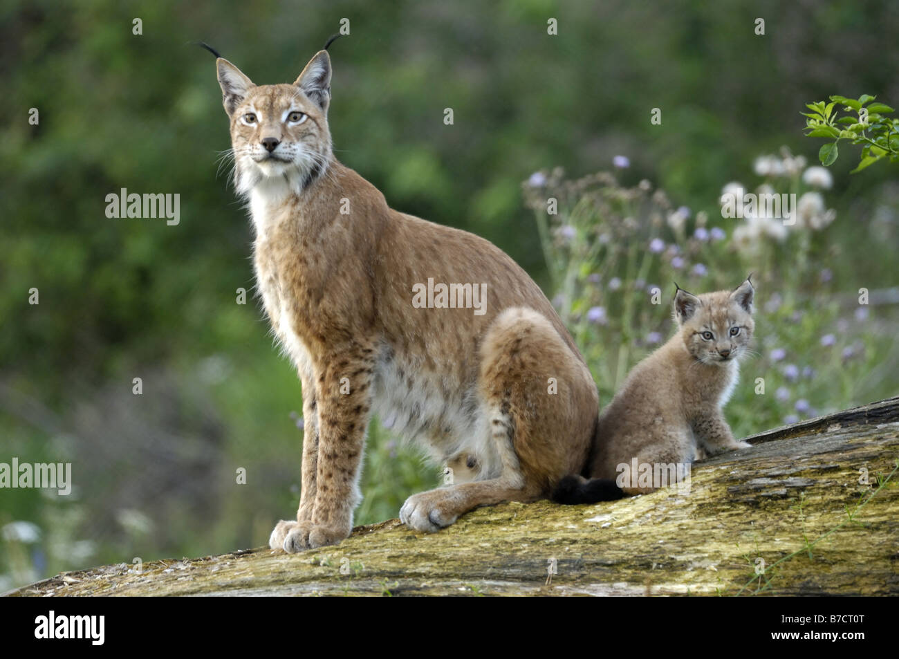 Eurasian lynx (Lynx lynx), female with young, Germany Stock Photo - Alamy
