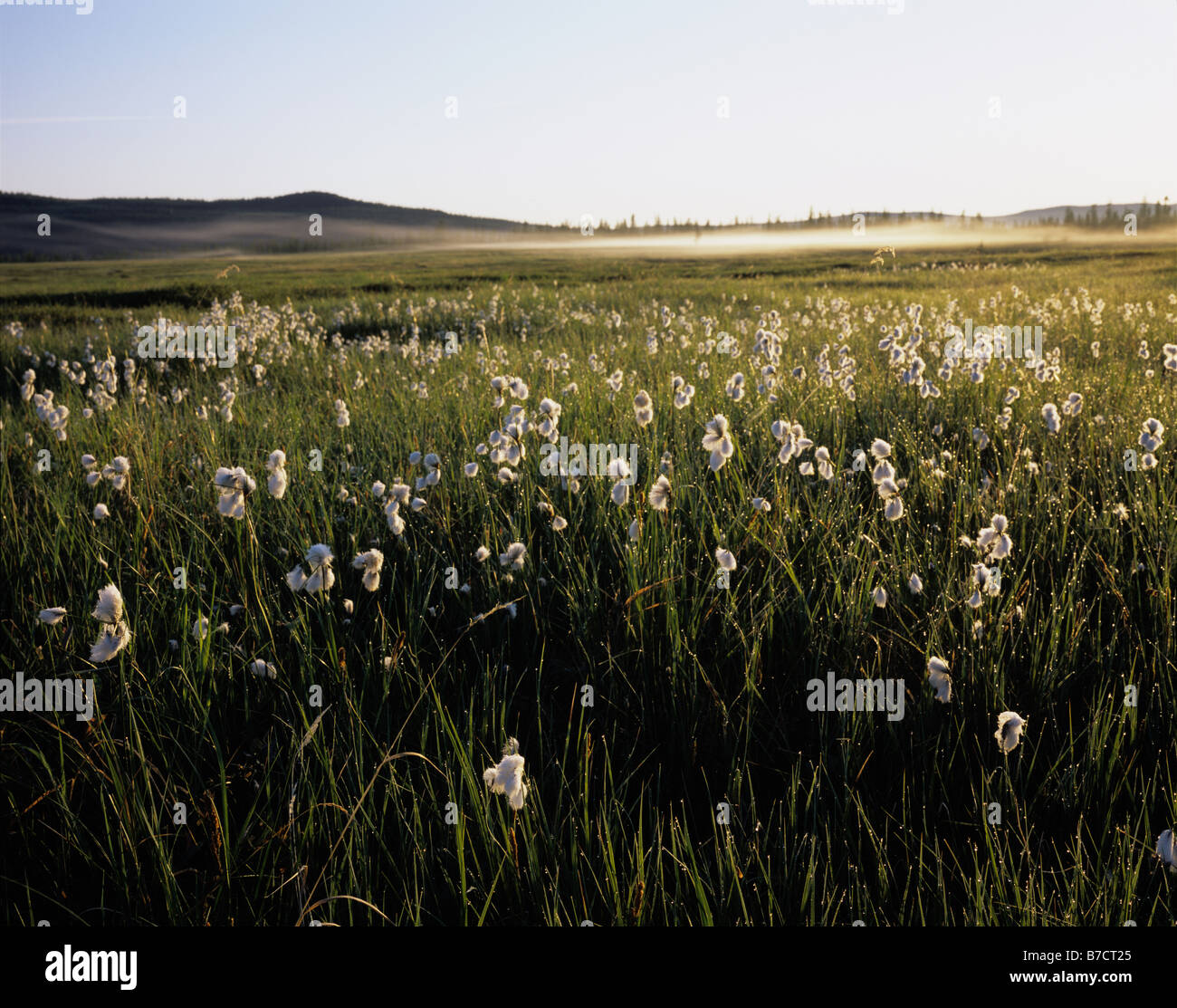 Russia. Yamal Region. Summer Stock Photo - Alamy