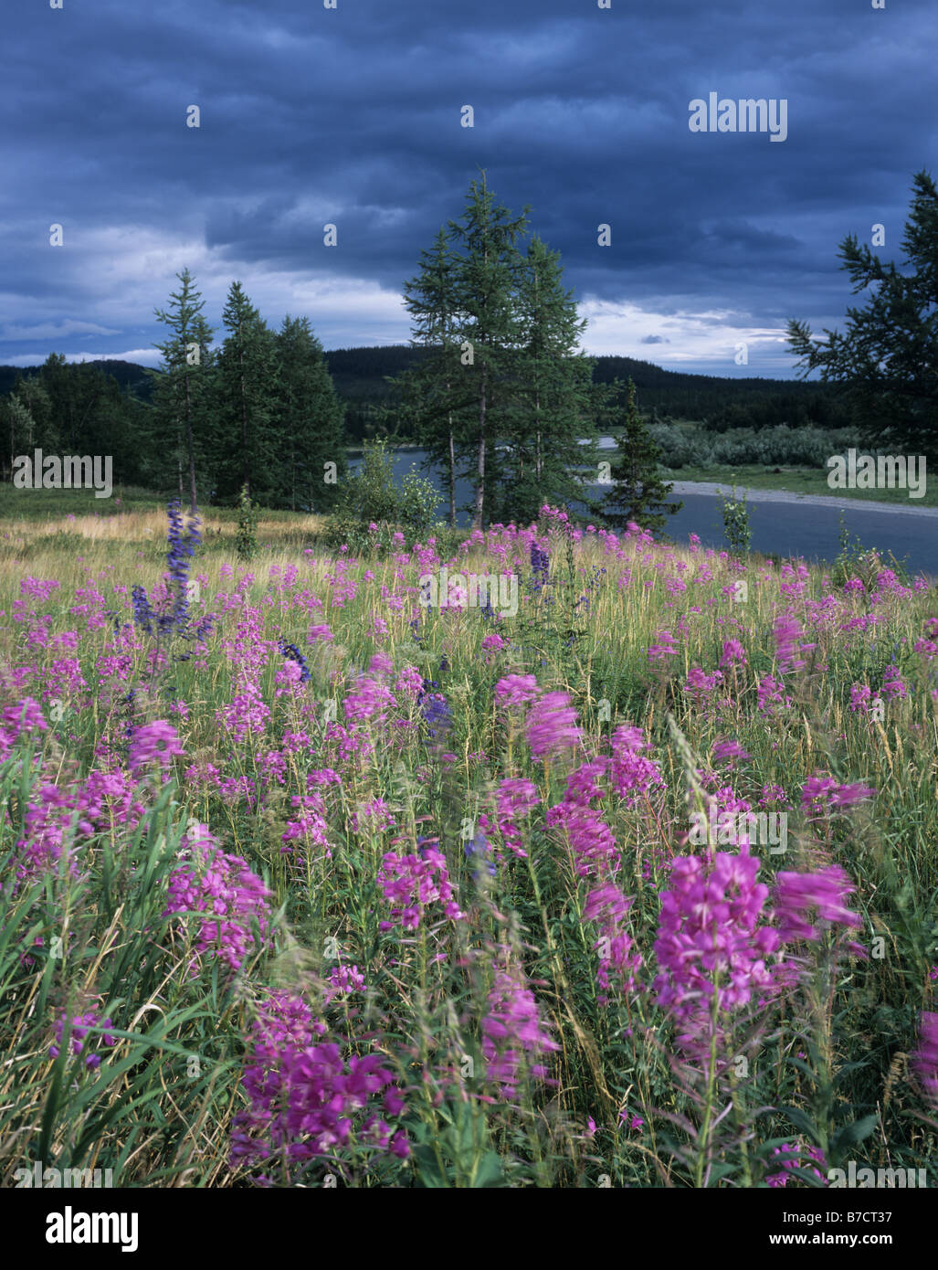 Russia. Yamal Region. Summer Stock Photo - Alamy