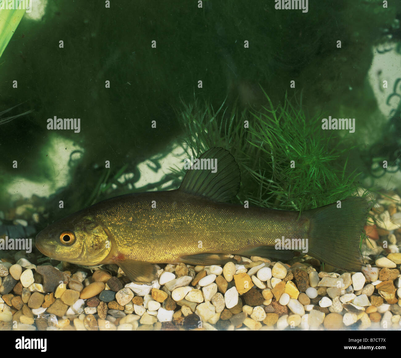 Tench Tinca Tinca Stock Photos & Tench Tinca Tinca Stock Images - Alamy