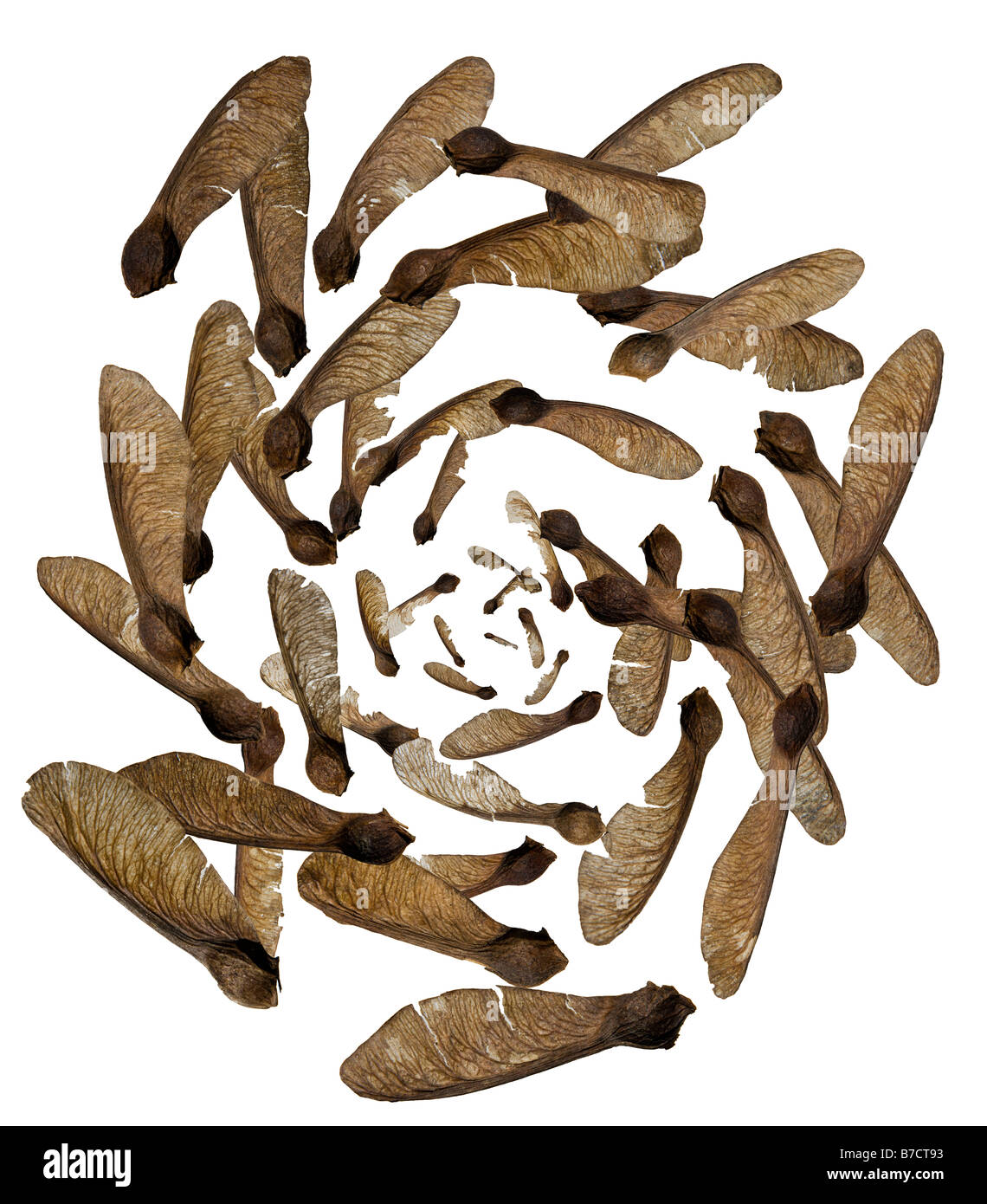 Seed surface Cut Out Stock Images & Pictures - Alamy