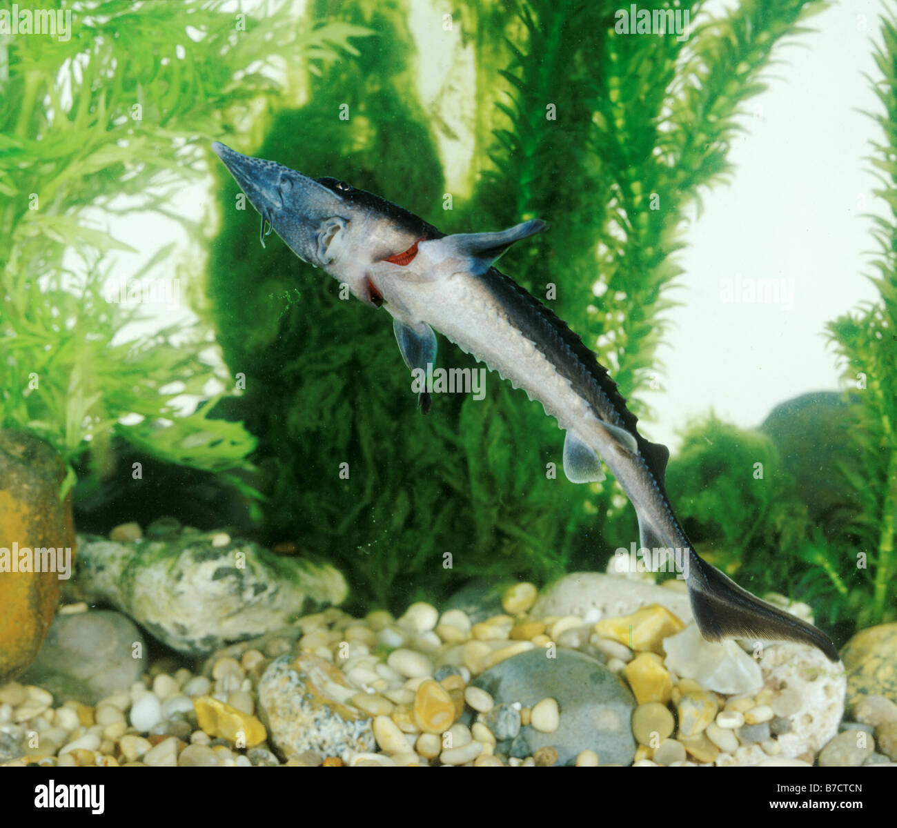 STERLET SHOWING MOUTH AND UNDERSIDE Stock Photo - Alamy