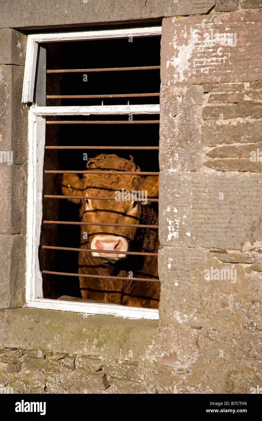 Beef Cattle looking from shed window Stock Photo - Alamy