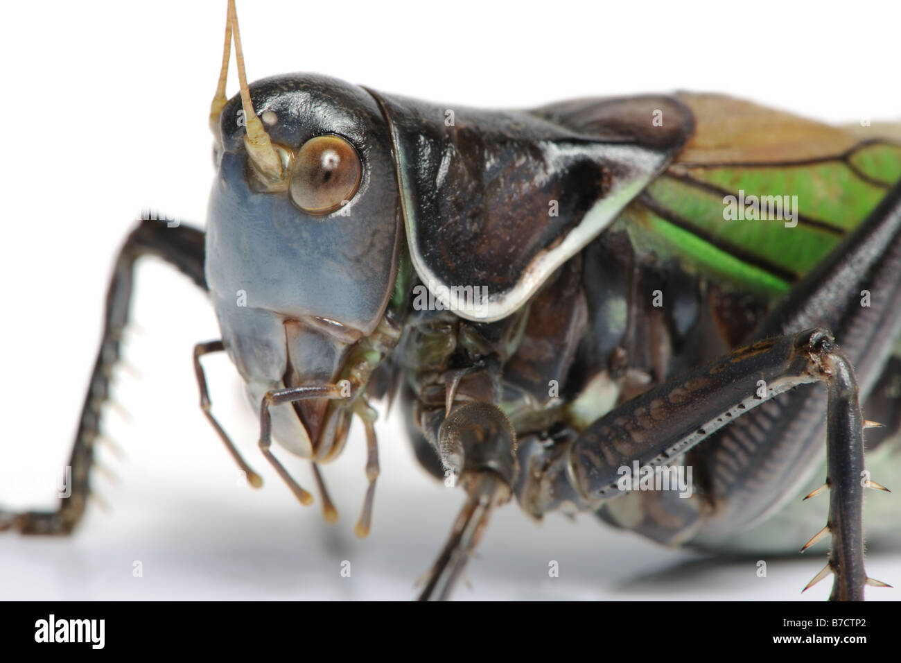 Green grasshopper orthoptera on hi-res stock photography and images - Alamy