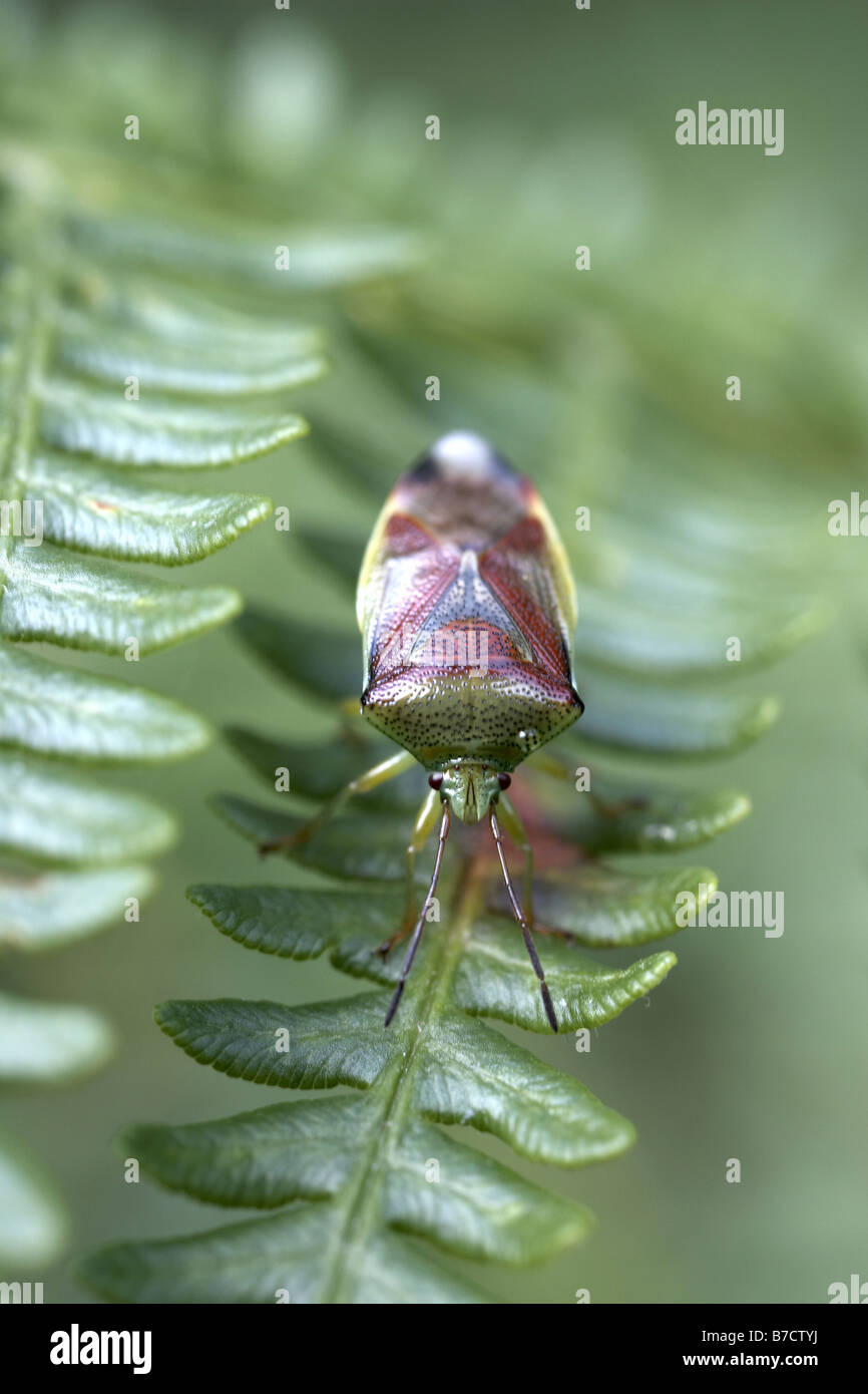 Birch Shield Bug Elasmostethus interstinctus Stock Photo - Alamy