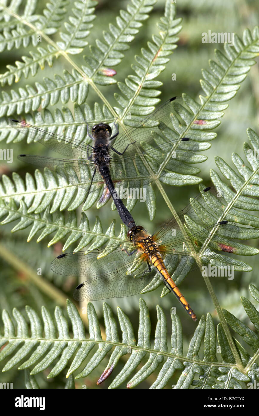 Black darters Sympetrum danae mating on a fern Stock Photo - Alamy