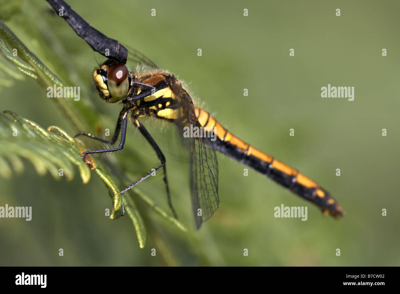 Black darters Sympetrum danae mating Stock Photo - Alamy