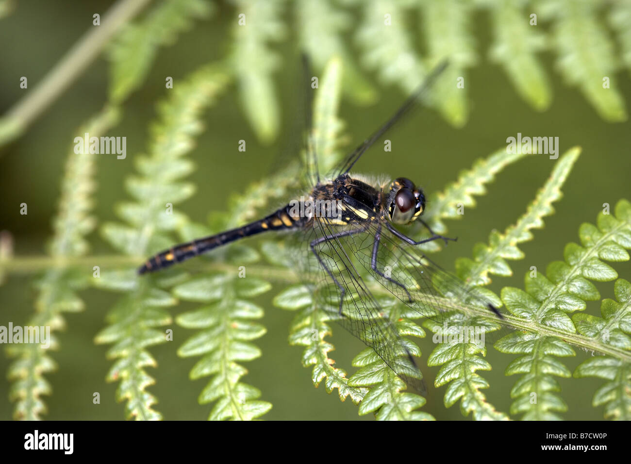 Black darter Sympetrum danae resting on a fern Stock Photo - Alamy