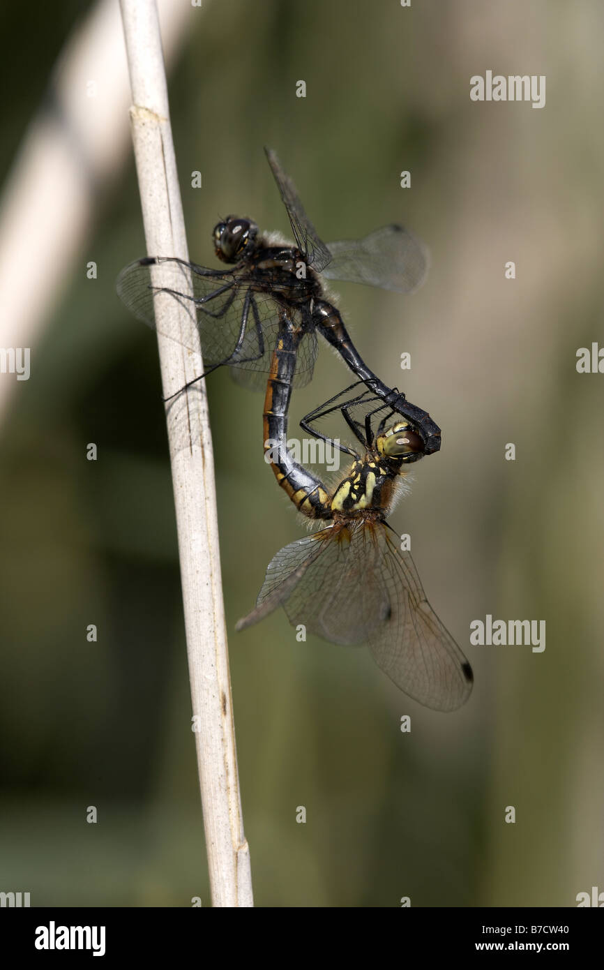 Black darters Sympetrum danae mating on Crowle Moor nature reserve ...