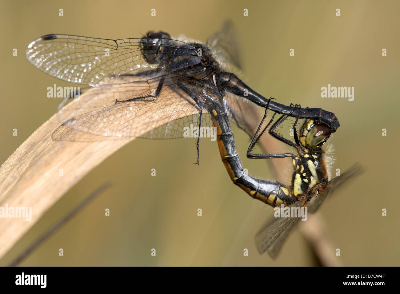 Black darters Sympetrum danae mating on Crowle Moor nature reserve ...