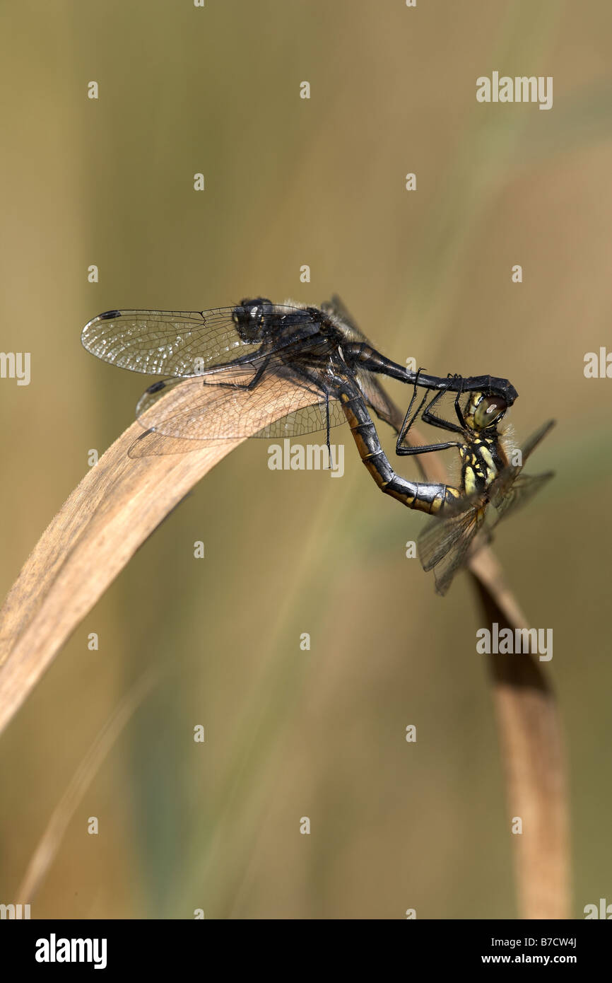 Black darters Sympetrum danae mating on Crowle Moor nature reserve ...