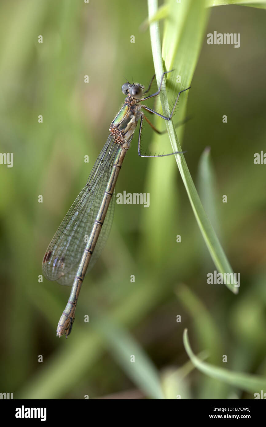 Emerald damselfly lestes sponsa hi-res stock photography and images - Alamy