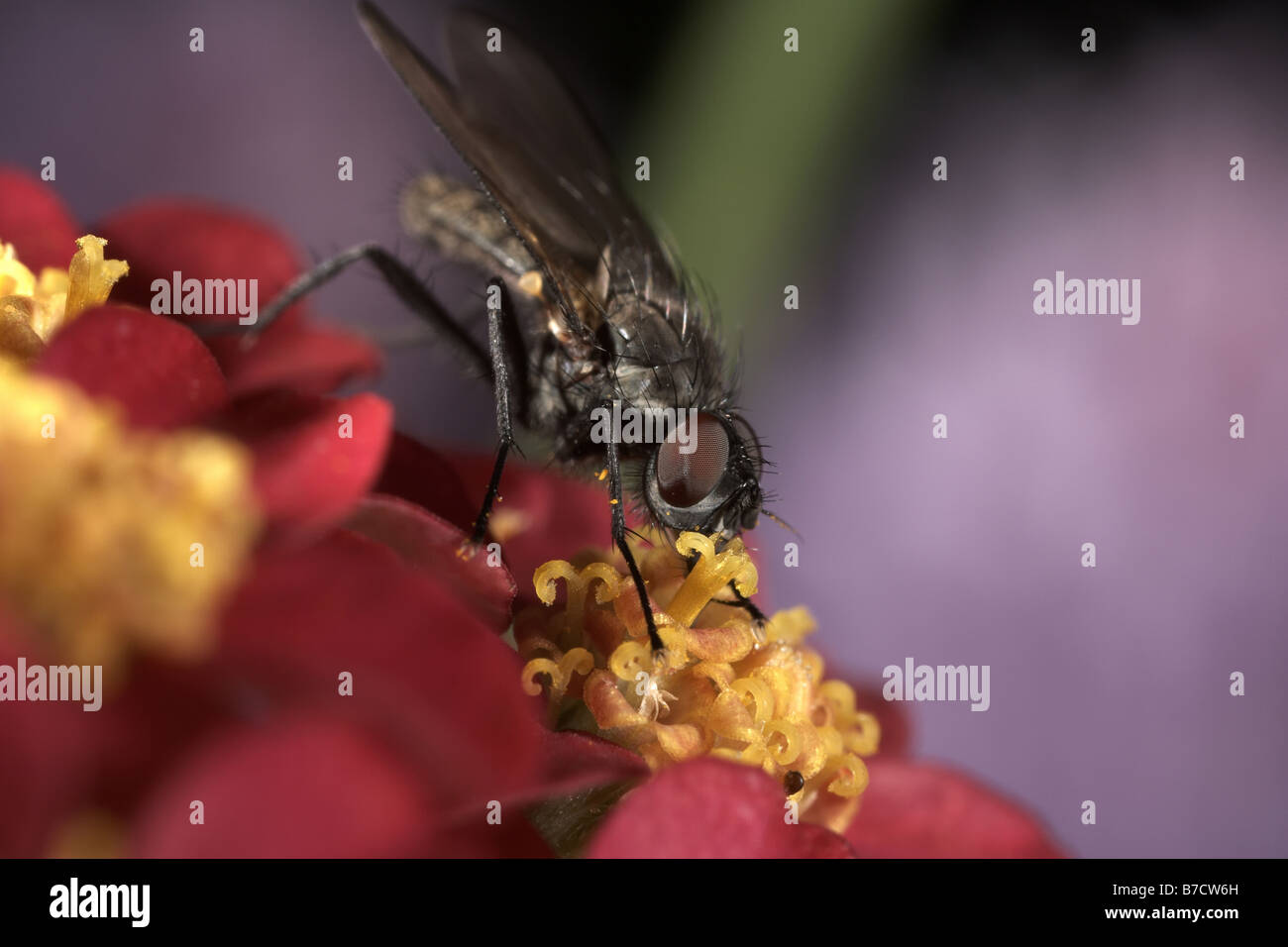Lesser House fly Fannia canicularis Family Fanniidae feeding on pollen ...