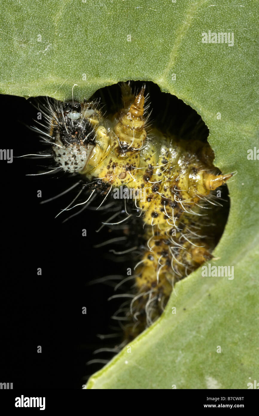 Family Pieridae Stock Photos & Family Pieridae Stock Images - Alamy