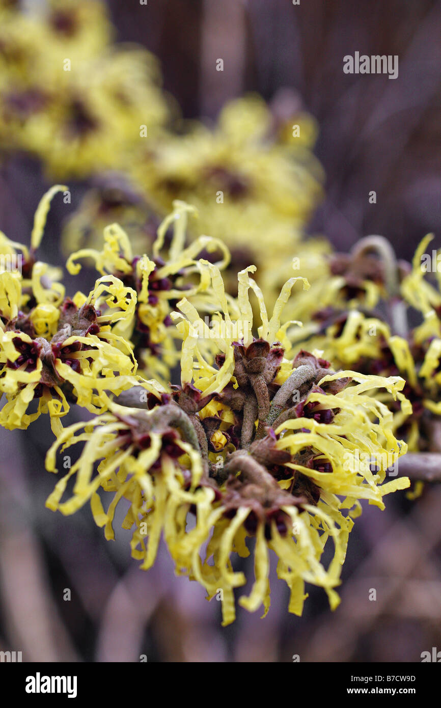 Hamamelis x intermedia pallida hi-res stock photography and images - Alamy