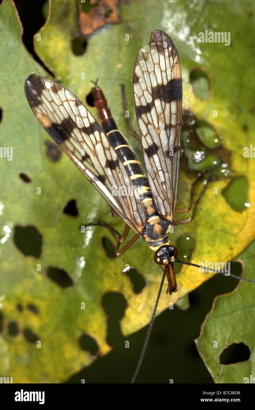 Panorpidae
