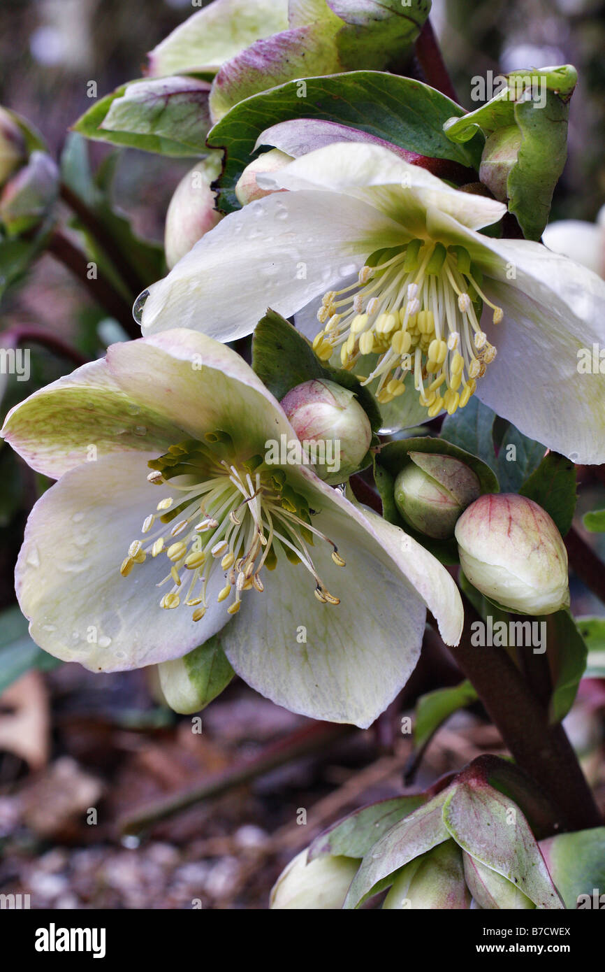 Hellebore january flowering hi-res stock photography and images - Alamy