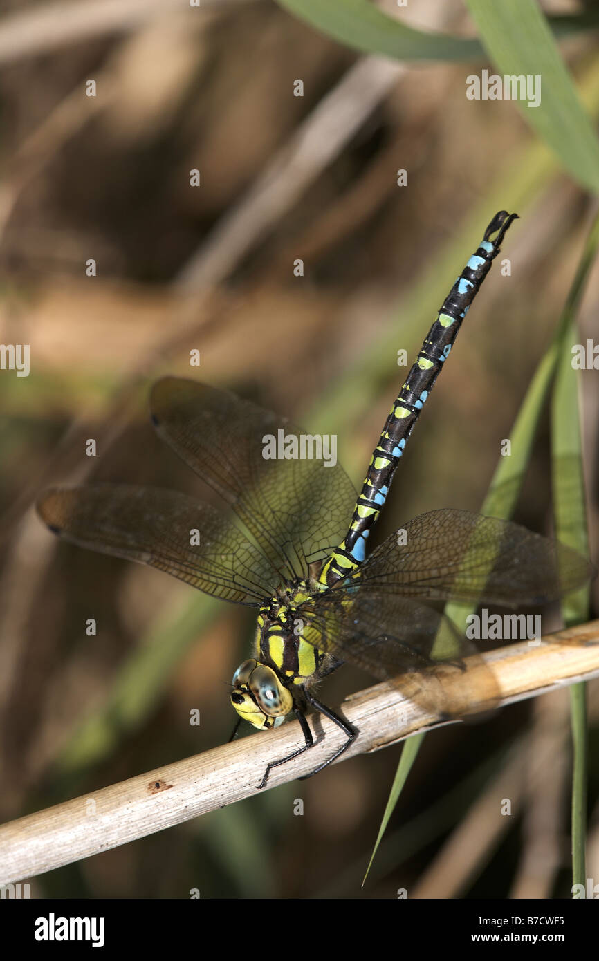 Southern Hawker Aeshna cyanea resting on stem Crowle Moor Peatlands ...