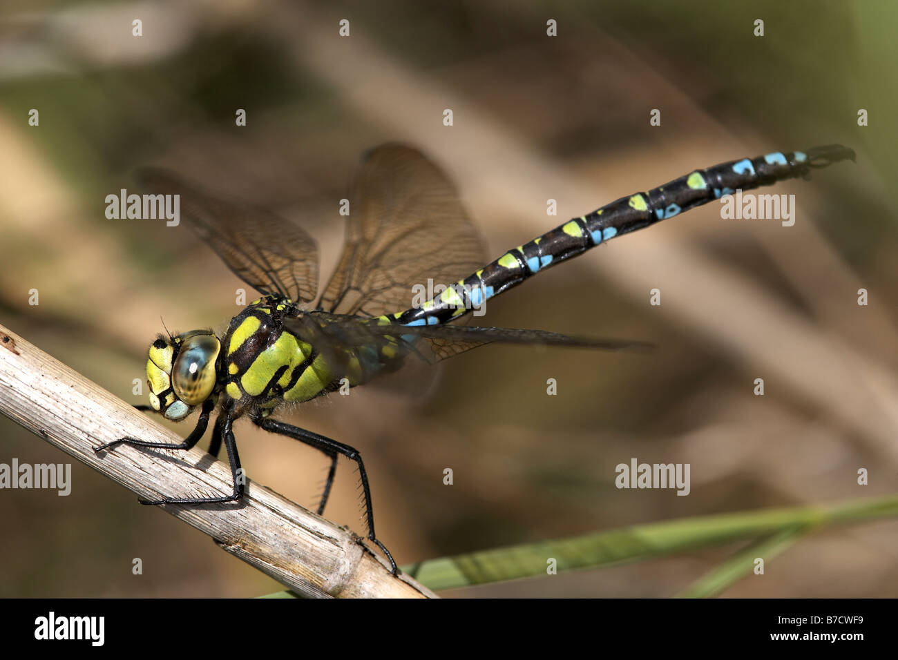 Southern Hawker Aeshna cyanea resting on stem Crowle Moor Peatlands ...