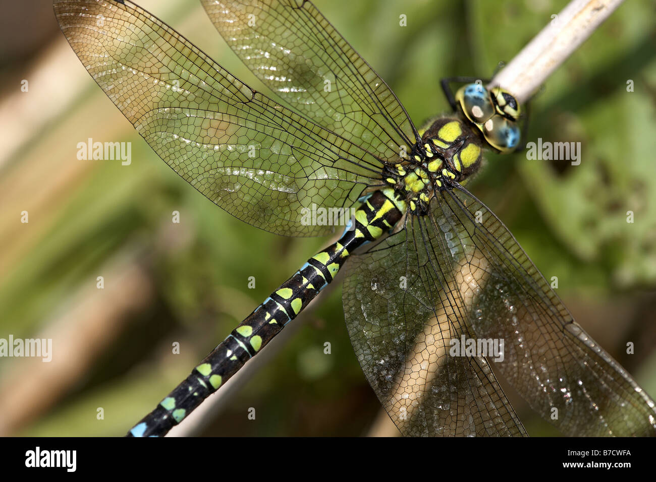 Southern Hawker Aeshna cyanea resting Crowle Moor Peatlands nature ...