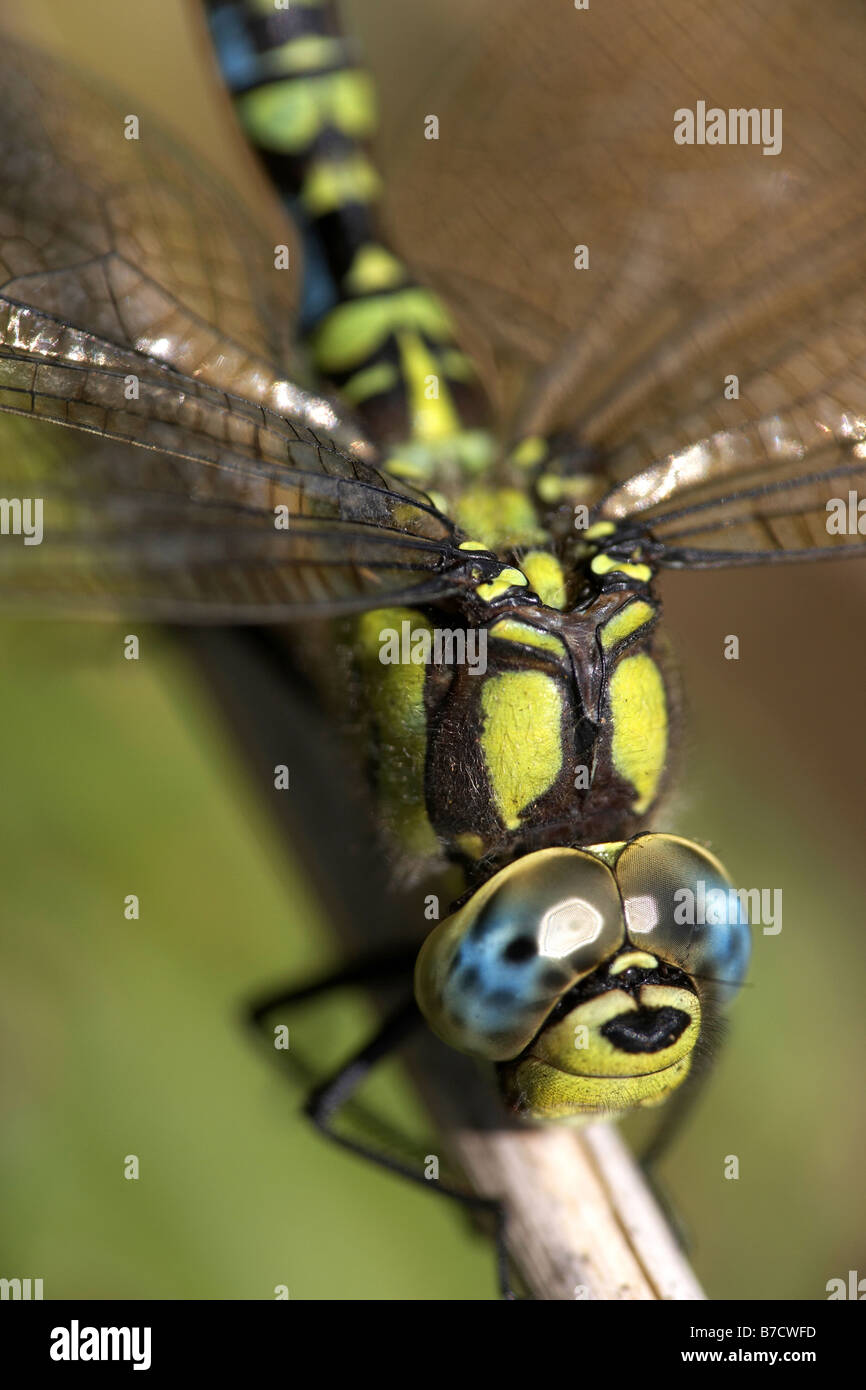 Southern Hawker Aeshna cyanea resting Crowle Moor Peatlands nature ...