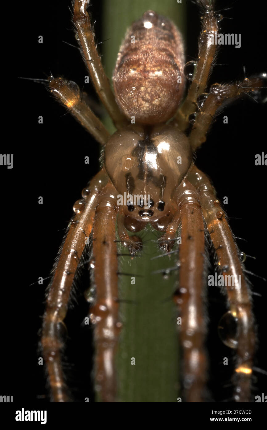 close up of a spider covered in morning dew Stock Photo - Alamy