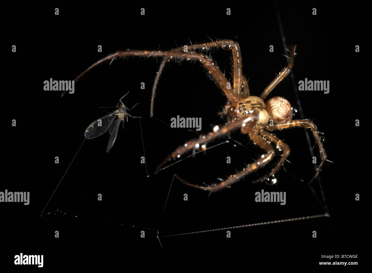 Web fly trap catch hi-res stock photography and images - Alamy