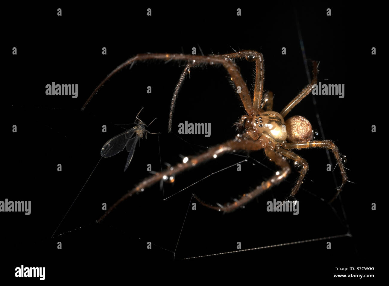 Spider and fly Stock Photo - Alamy