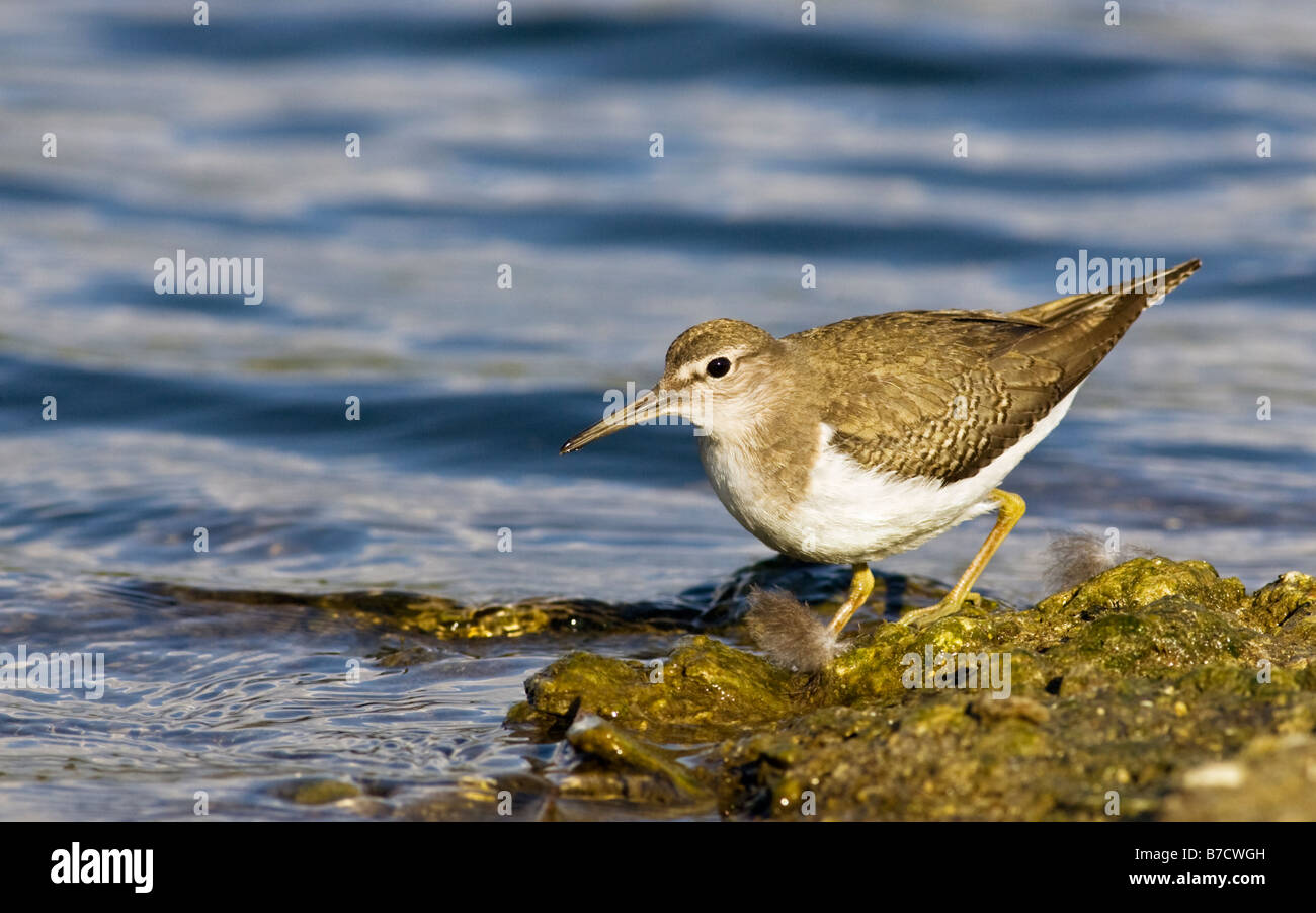 Common Sandpiper (Actitis hypoleucos) on the shores of Herdsman Lake in ...