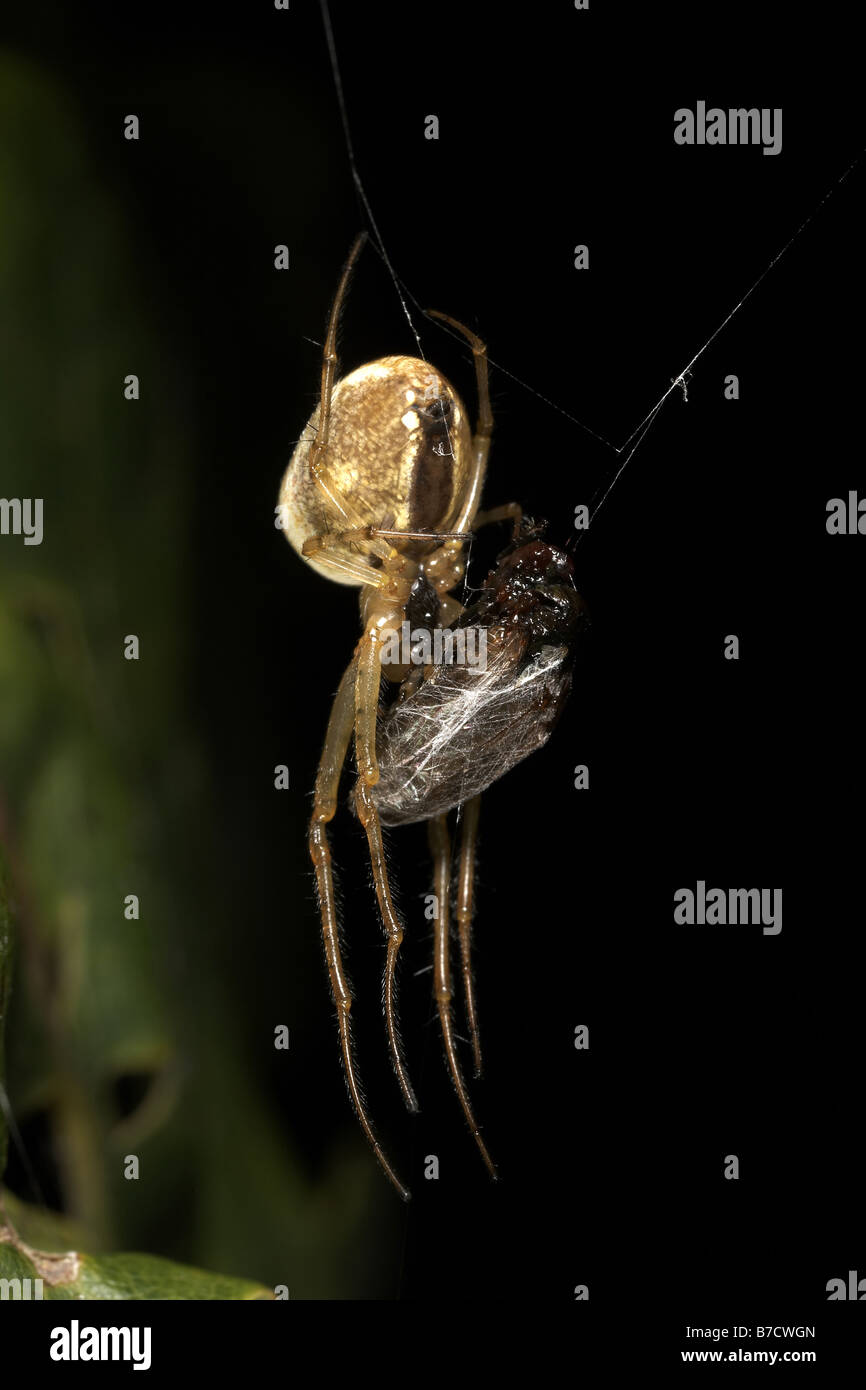 Spider wrapping hi-res stock photography and images - Alamy