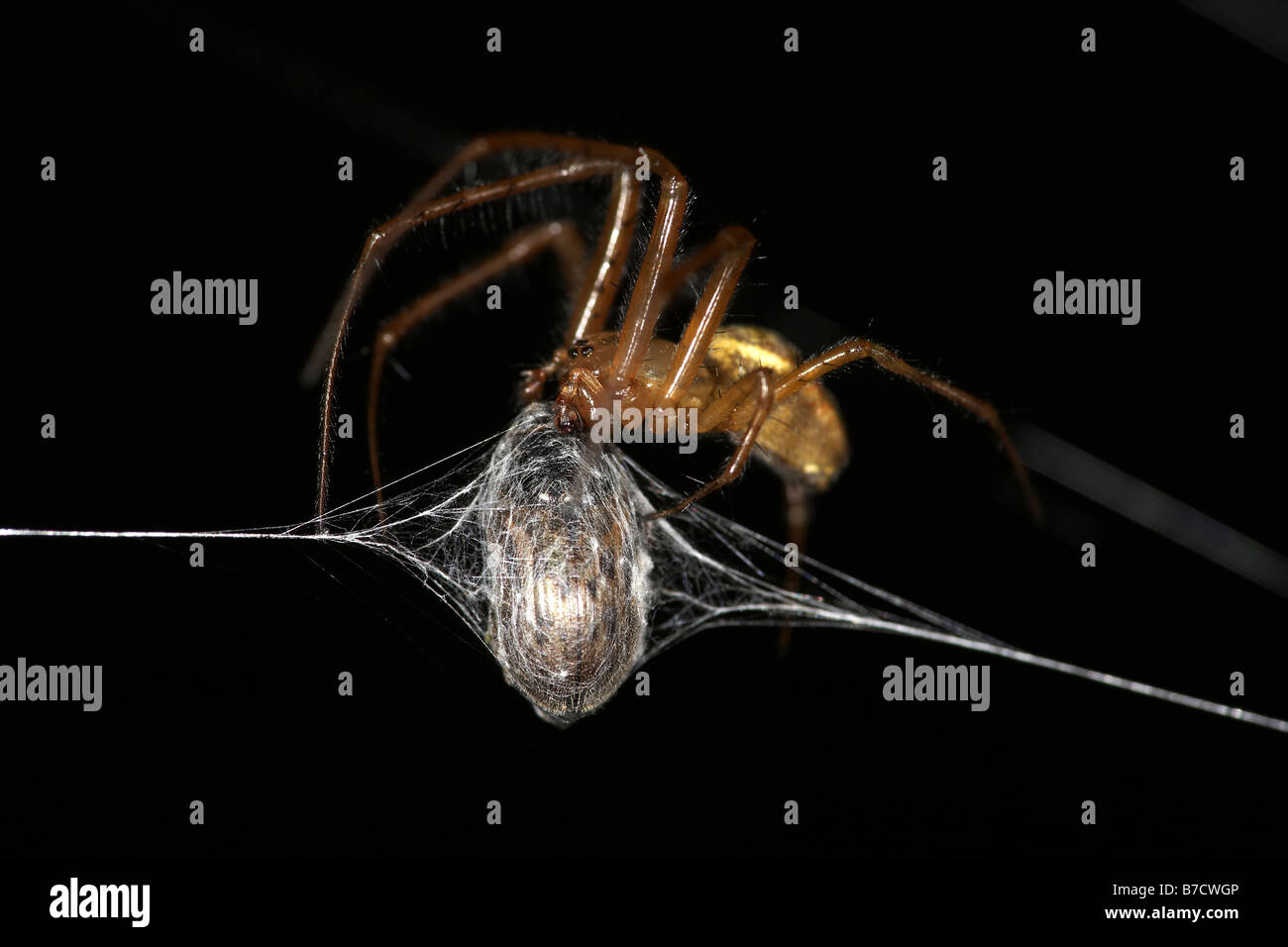 Spider wrapping a fly caught in silk web Stock Photo - Alamy