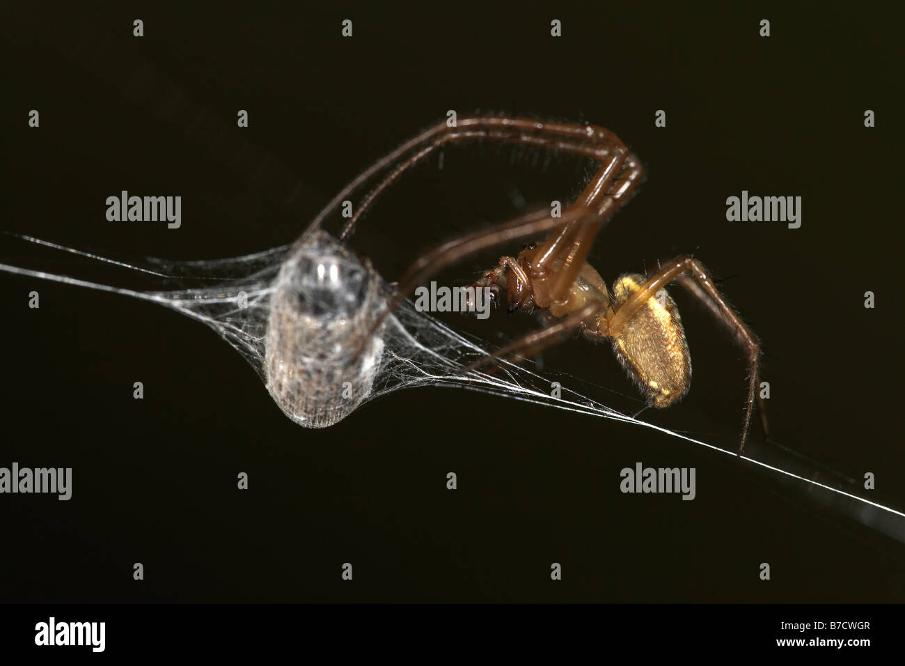 Spider wrapping a fly caught in silk web at North Cliffe Woods ...
