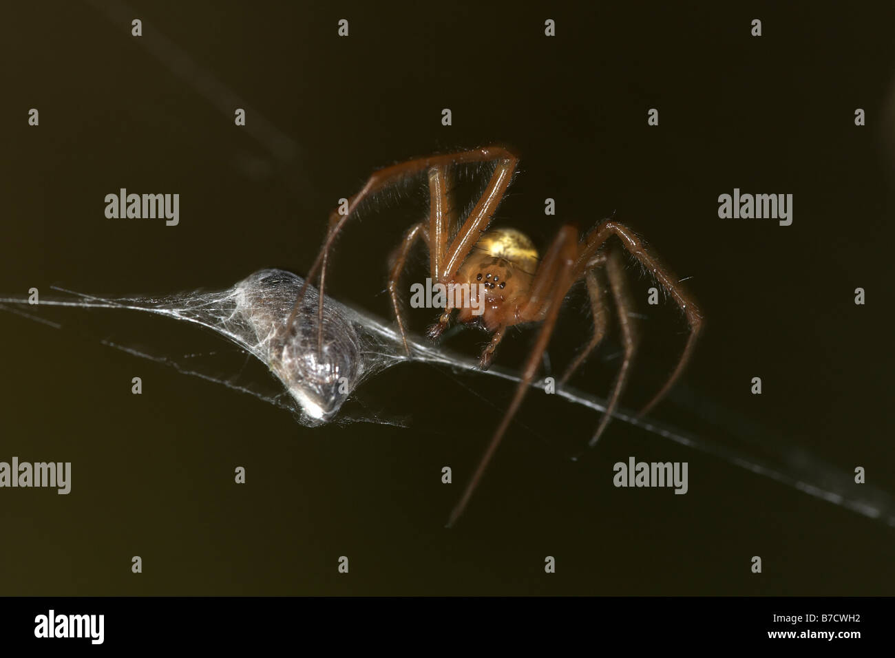In the web with a caught fly hi-res stock photography and images - Alamy