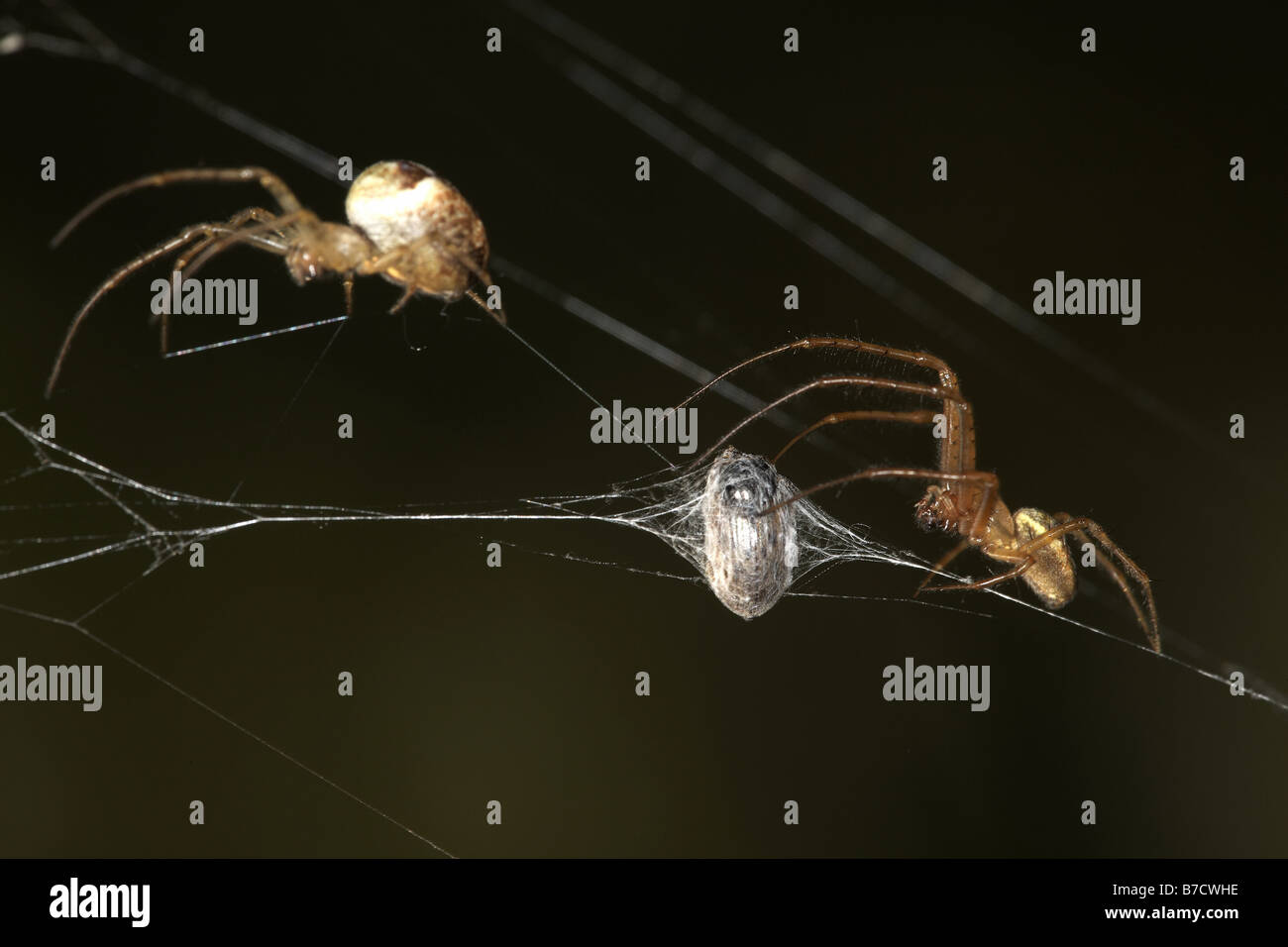 Two spiders and a fly caught in silk web Stock Photo - Alamy