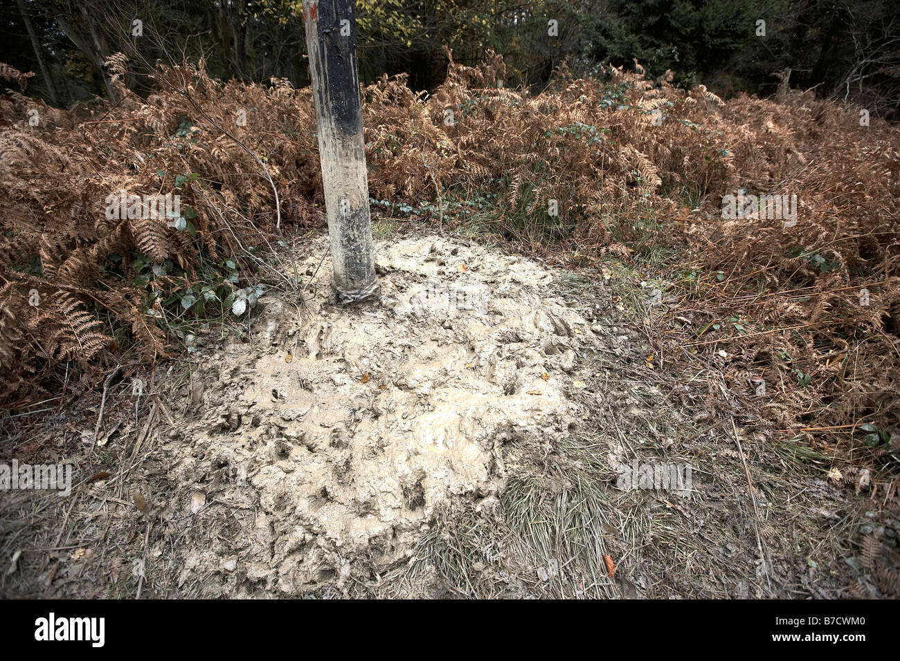 Boar wallow hi-res stock photography and images - Alamy