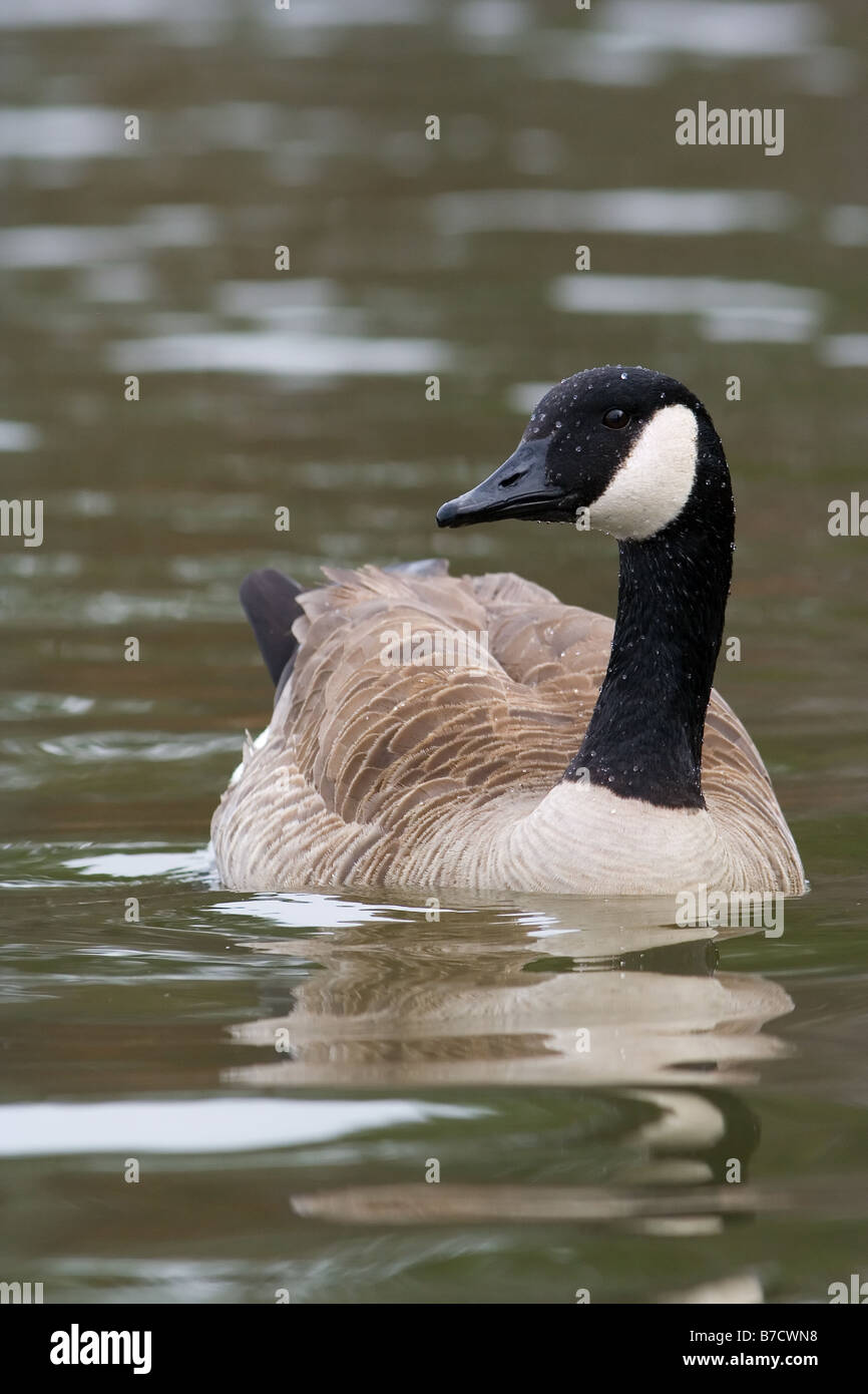 Canada Goose Branta canadensis Stock Photo - Alamy