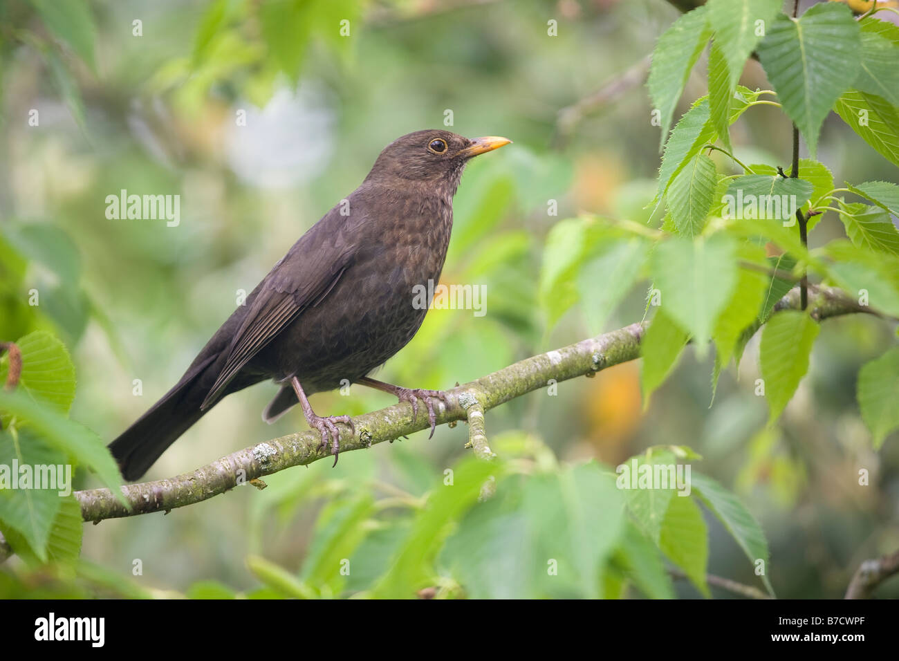 Female blackbird hi-res stock photography and images - Alamy