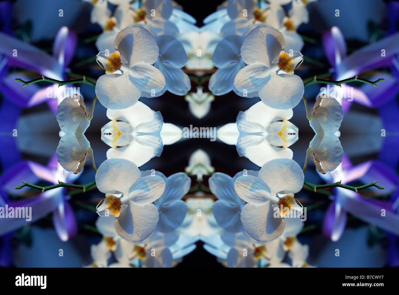 magic blue orchids Stock Photo - Alamy
