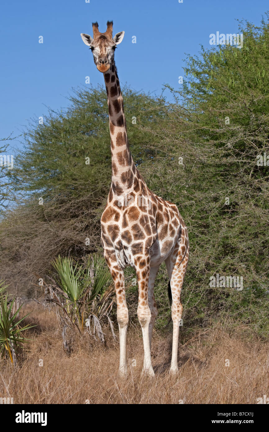 Masai giraffe Nguuni Nature Reserve Mombasa Kenya Stock Photo - Alamy