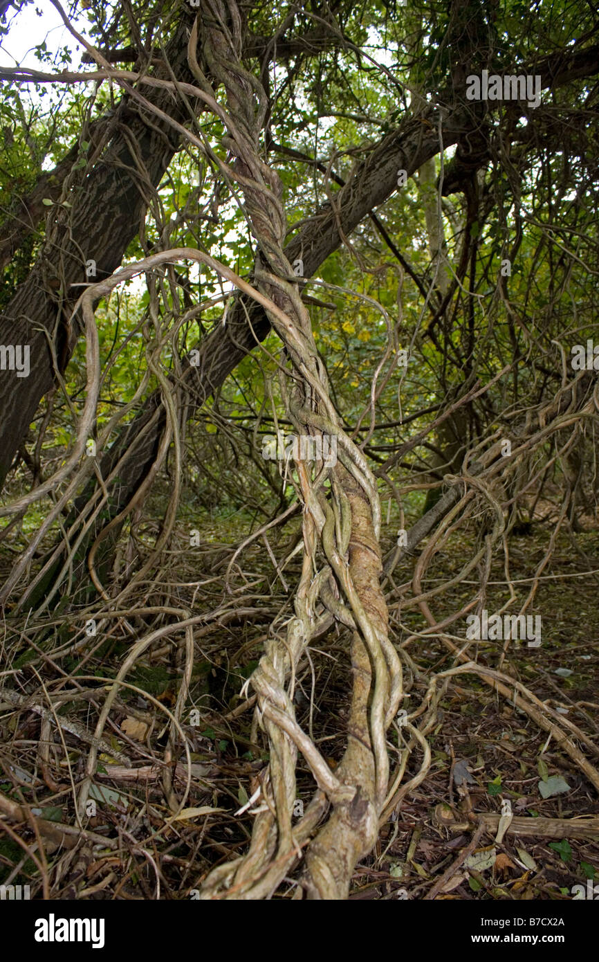 Twisted vines in woods Cotswolds UK Stock Photo - Alamy