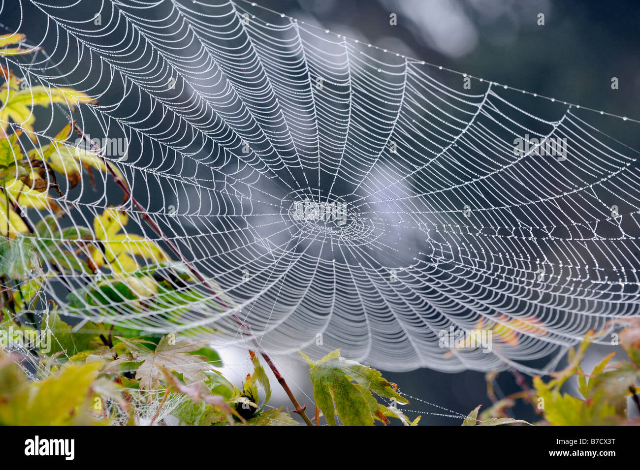 Spiders web in an acer tree growing in a cottage garden with early ...