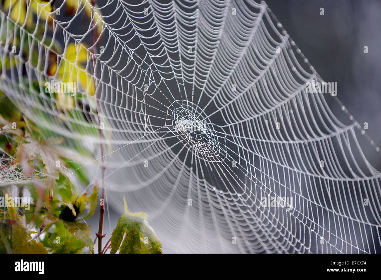 Spiders web in an acer tree growing in a cottage garden with early ...