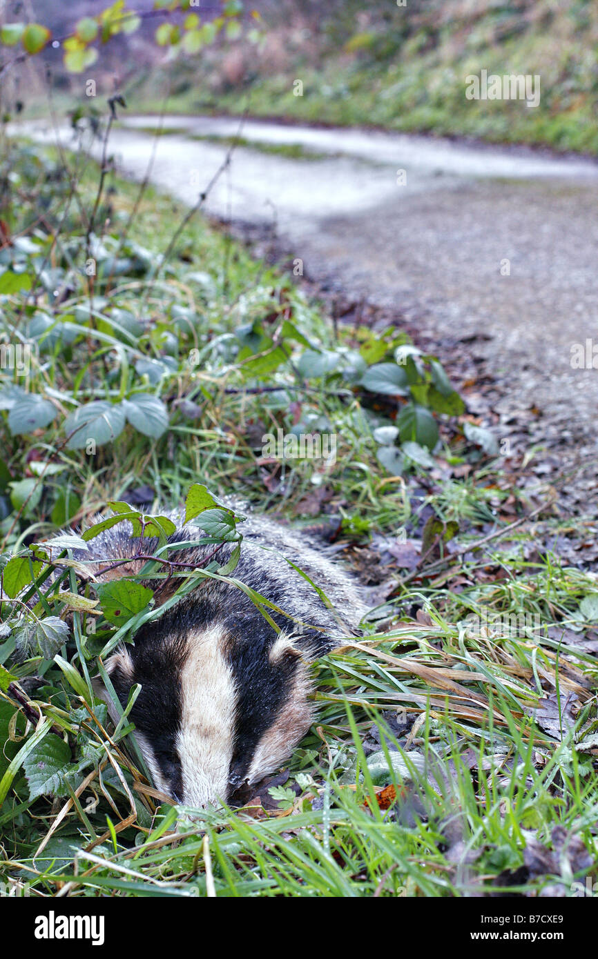 BADGER ROAD KILL HAPPENS EVEN ON RURAL LANES Stock Photo - Alamy