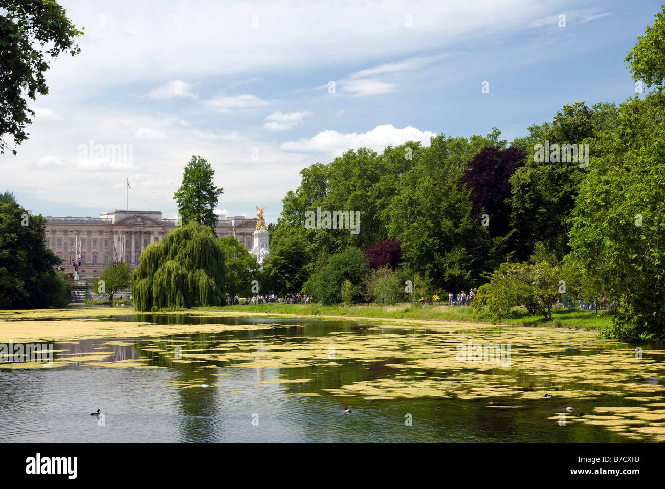 Tree of trees buckingham palace hi-res stock photography and images - Alamy