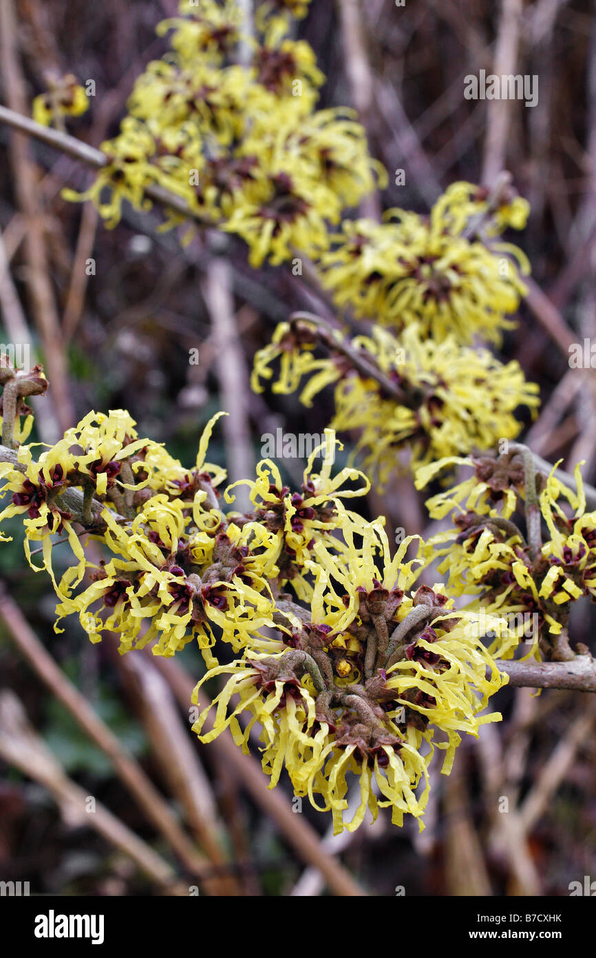 Hamamelis x intermedia pallida hi-res stock photography and images - Alamy