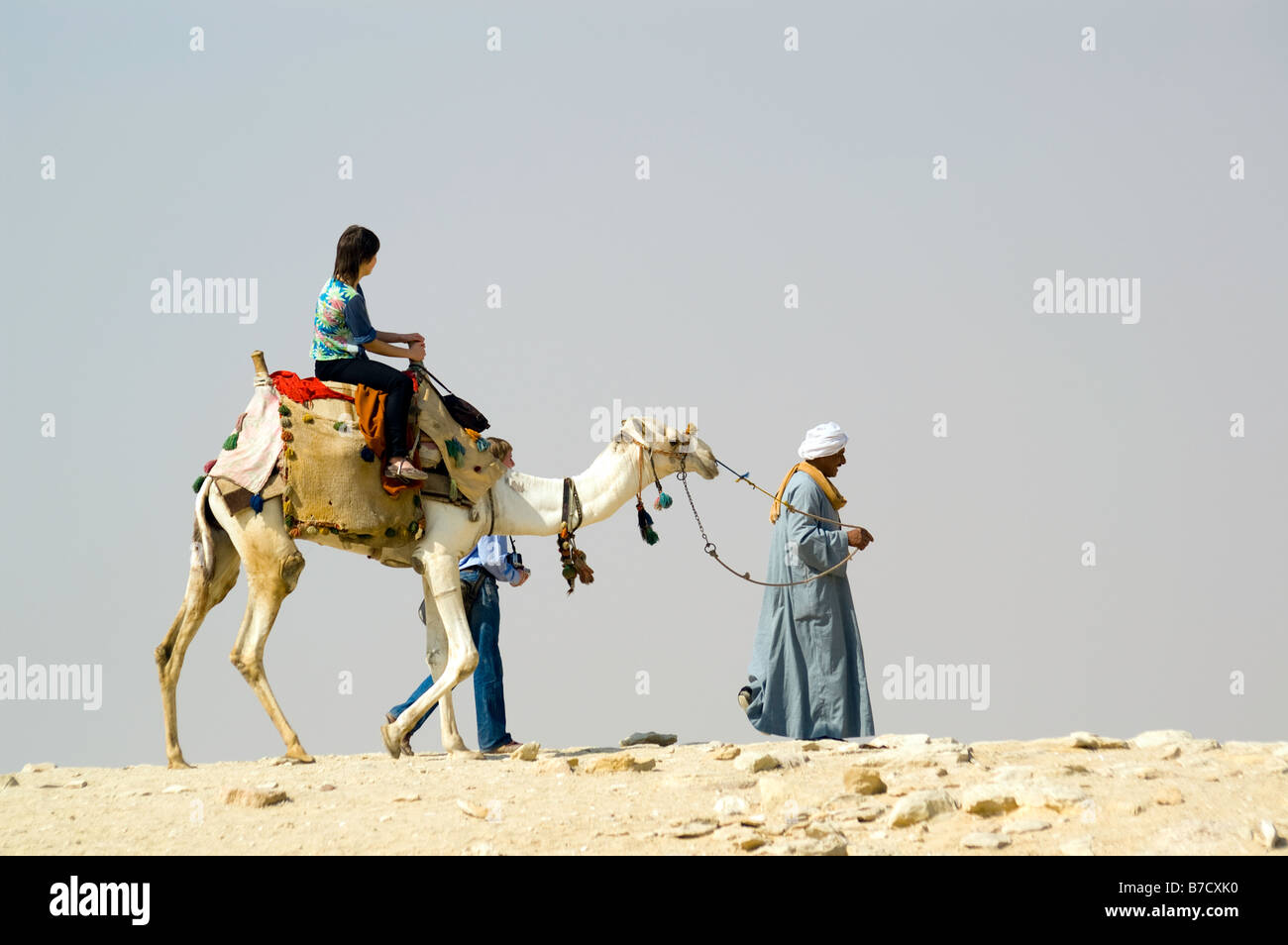 Female camel hi-res stock photography and images - Alamy