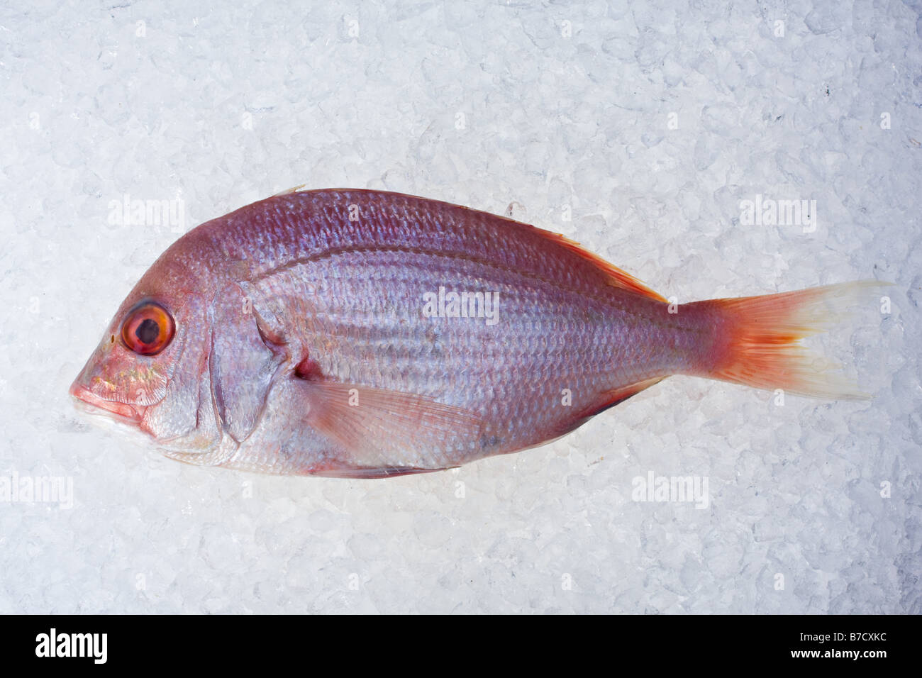 single raw gilthead fish on crushed ice Stock Photo - Alamy