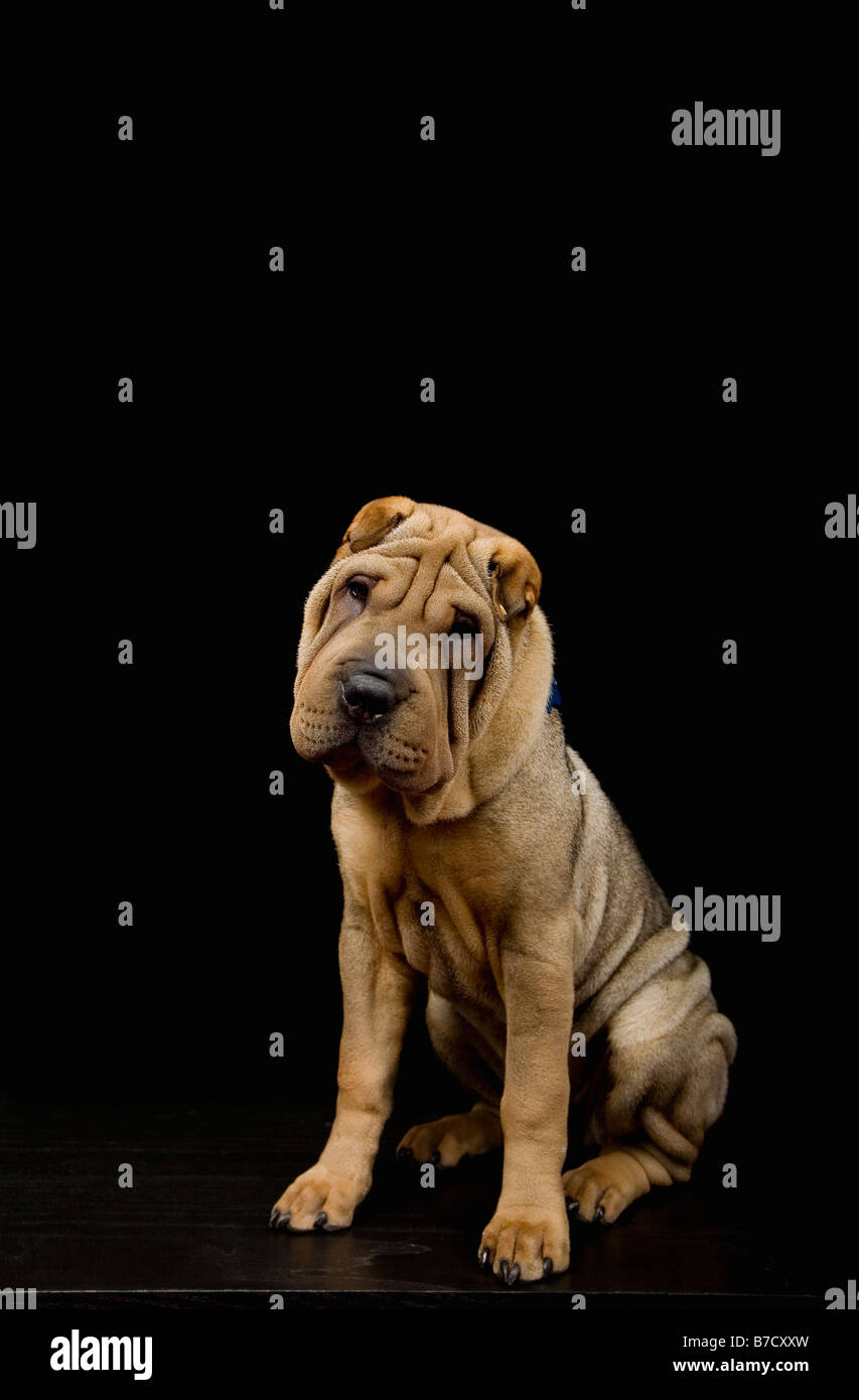 A Shar-Pei dog Stock Photo - Alamy