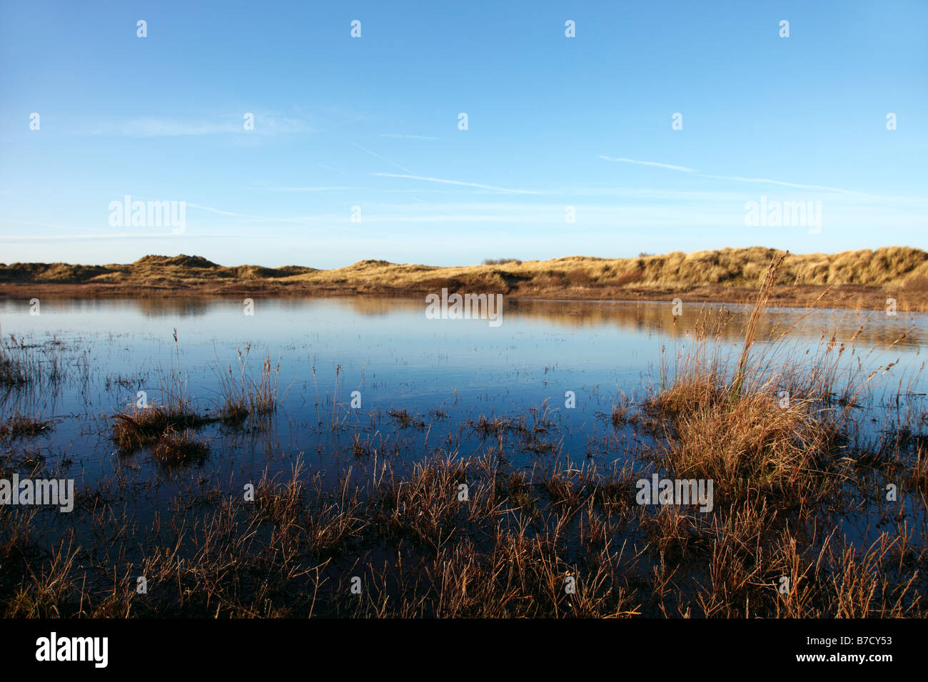 Dune biodiversity hi-res stock photography and images - Alamy