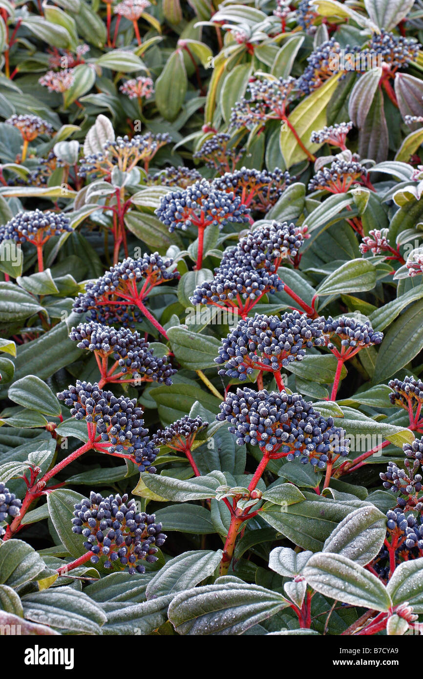 Viburnum davidii hi-res stock photography and images - Alamy